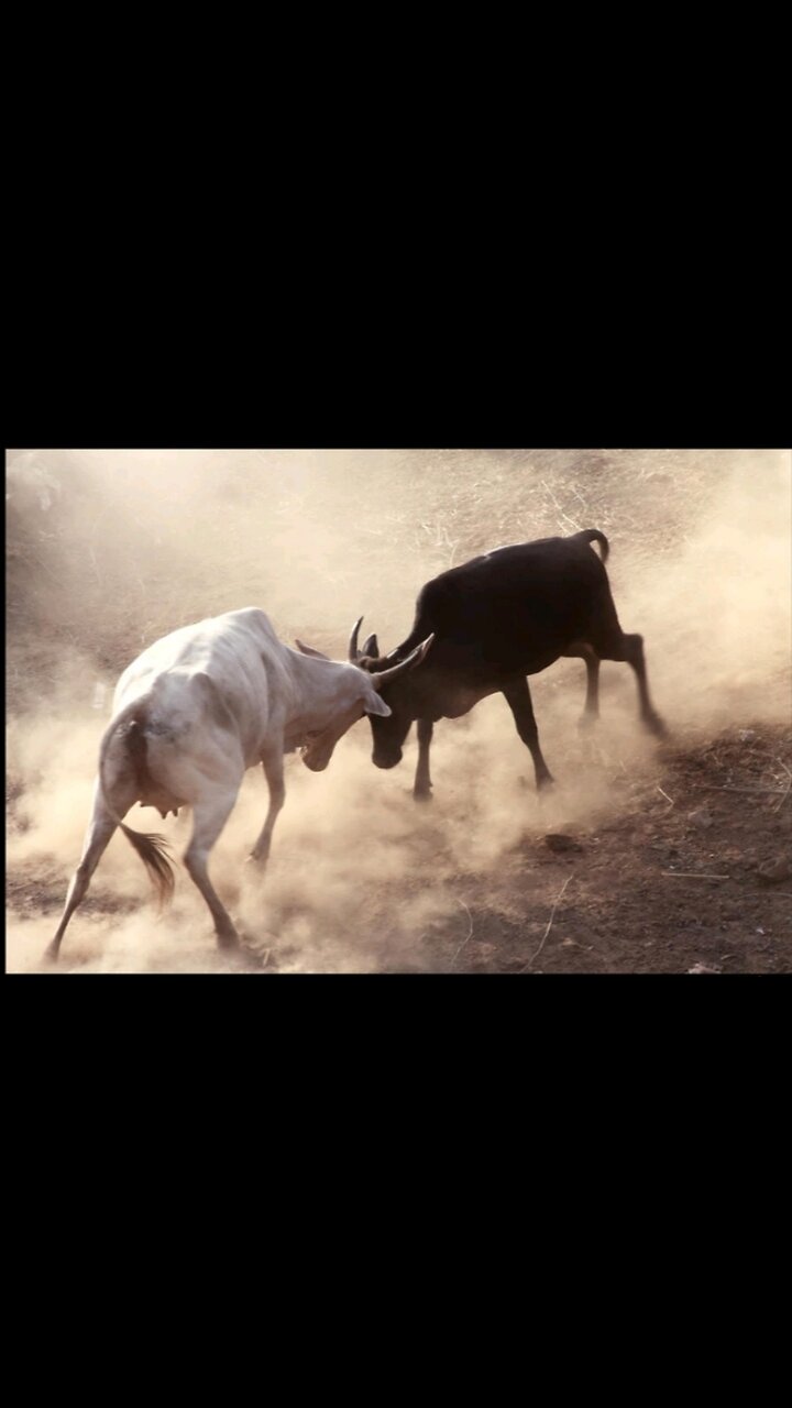 Cattle FIGHT!! Crazy...