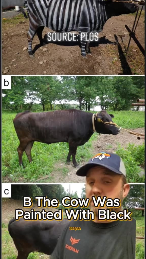 Cattle fly reduction