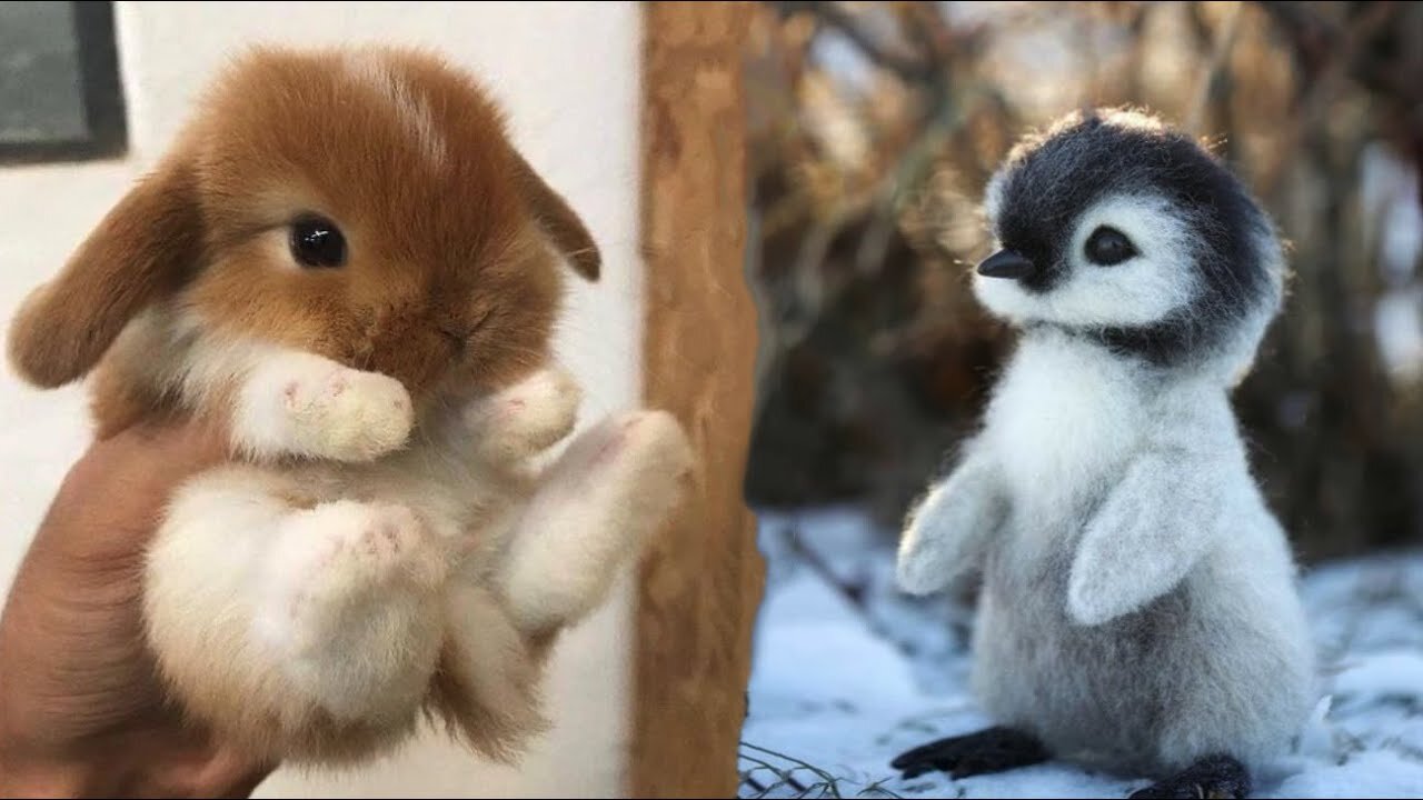 AWW Animals SOO Cute! Cute baby animals Videos Compilation cute moment ...