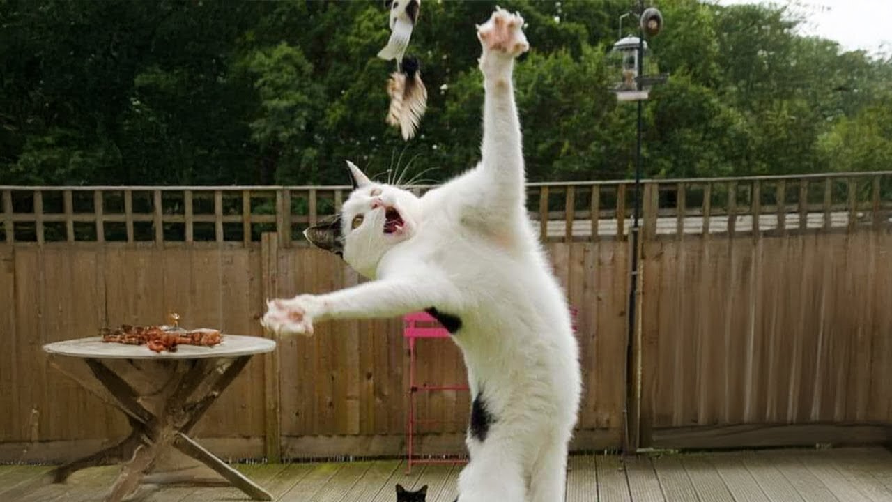 These CATS are ridiculously silly! 😂 Funniest Cat Videos