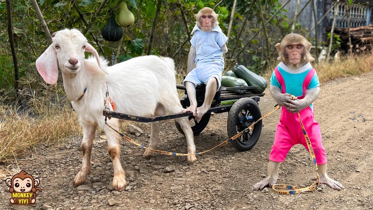 YiYi and YinYin takes goats to harvest squash to sell to raise money ...