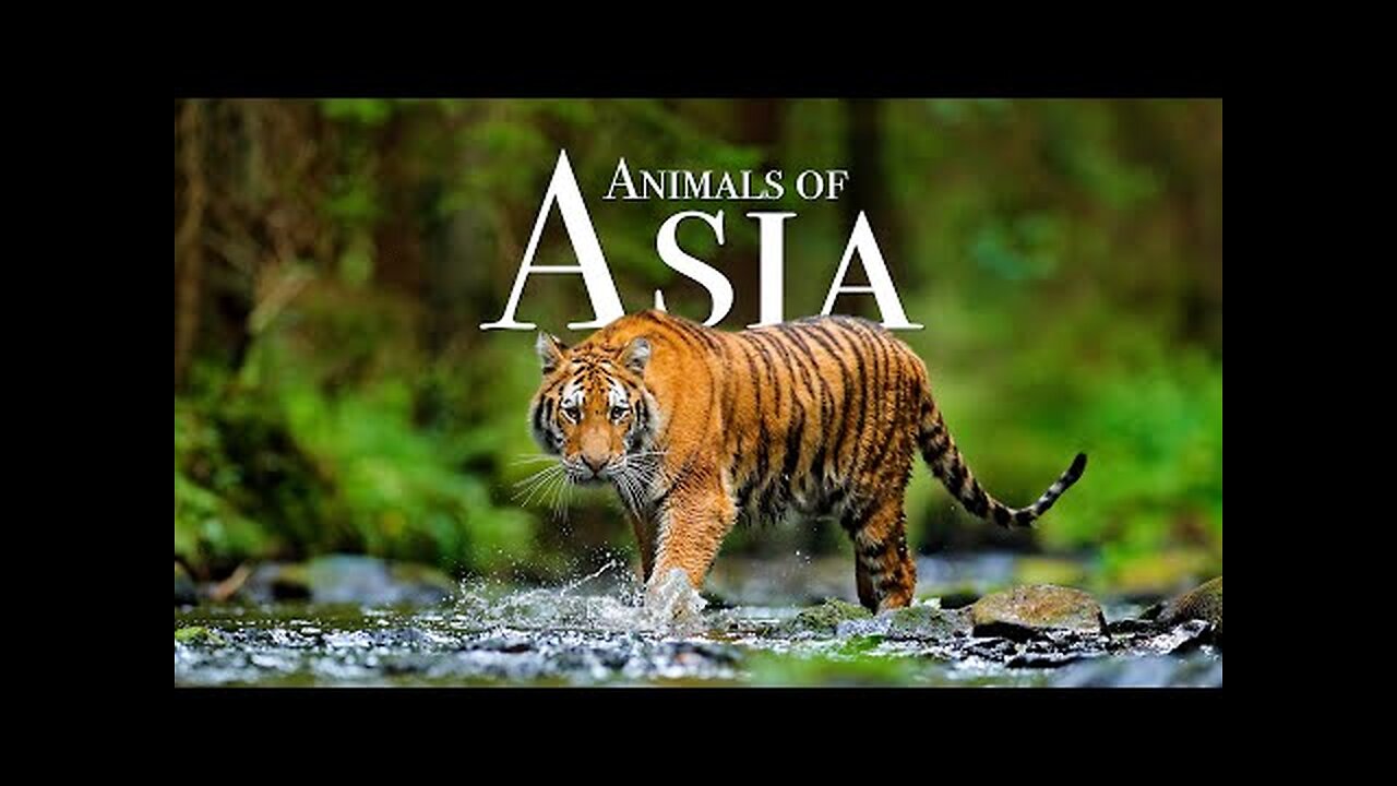 Animals of Asia 4K - Scenic Wildlife Film With Calming Music