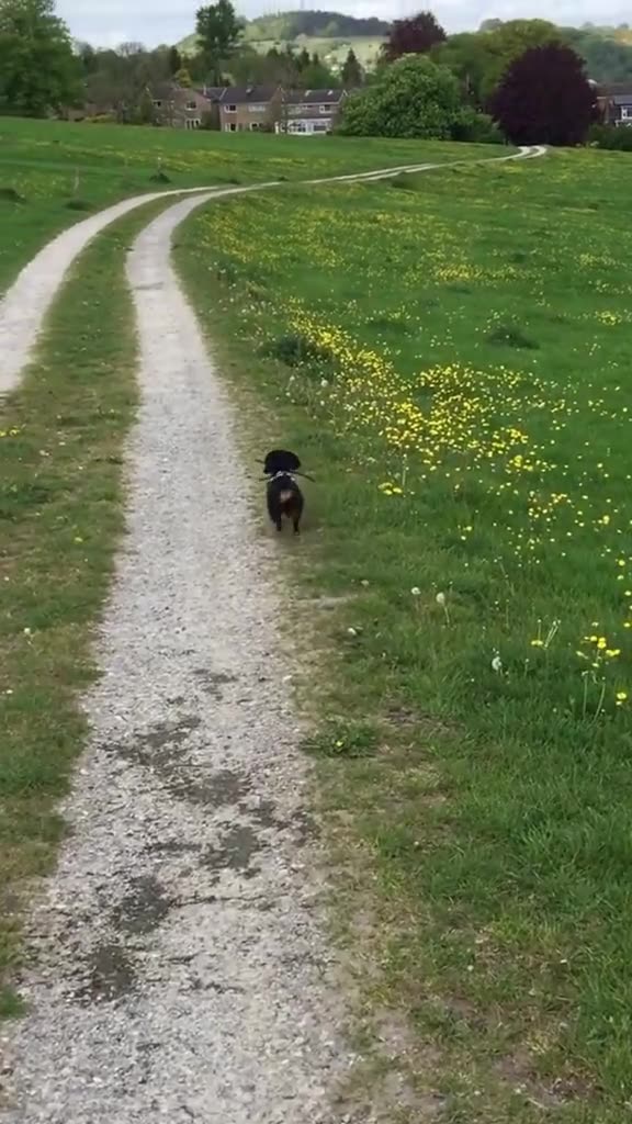 Cute Animals Doing Cute Things – The Ultimate Mood Booster