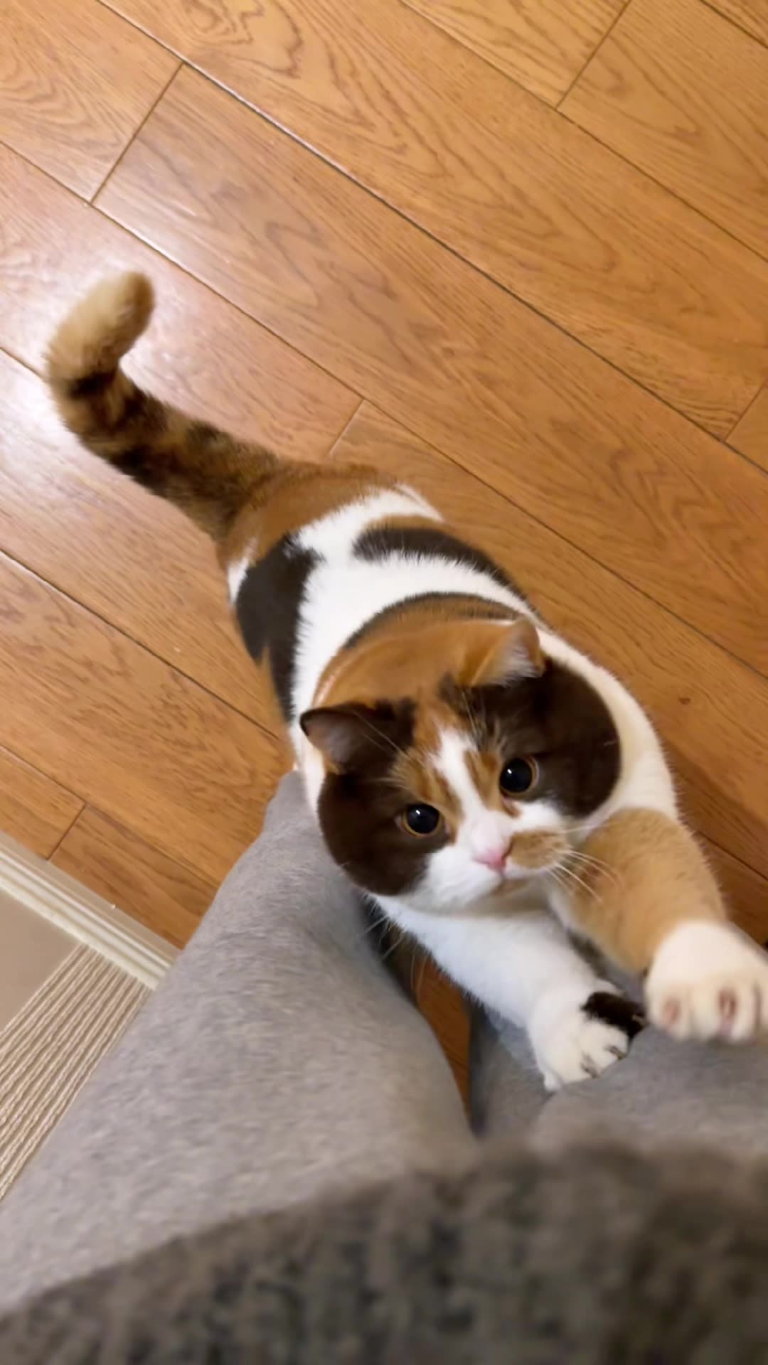 "Hilarious Cat Fails & Funny Moments | Cute Kitten Compilation 2025"