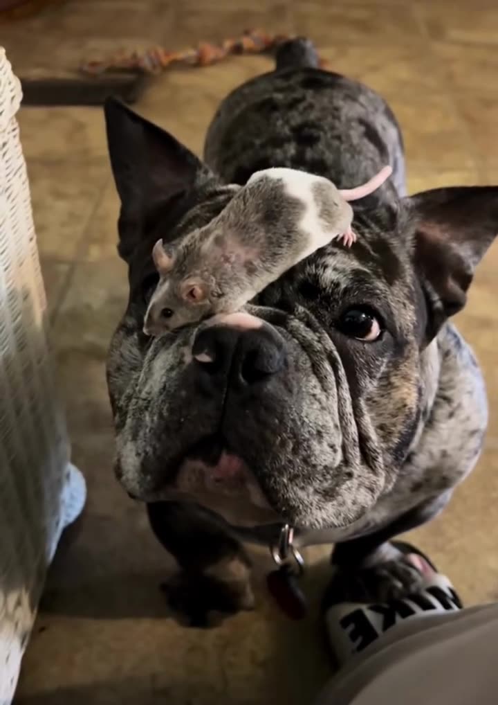 French Bulldog Balances Mouse Sibling On Nose