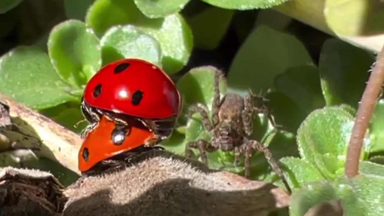 宖聞髹条沽ｱ Freaky Insects You Won T Believe Exist Funfm