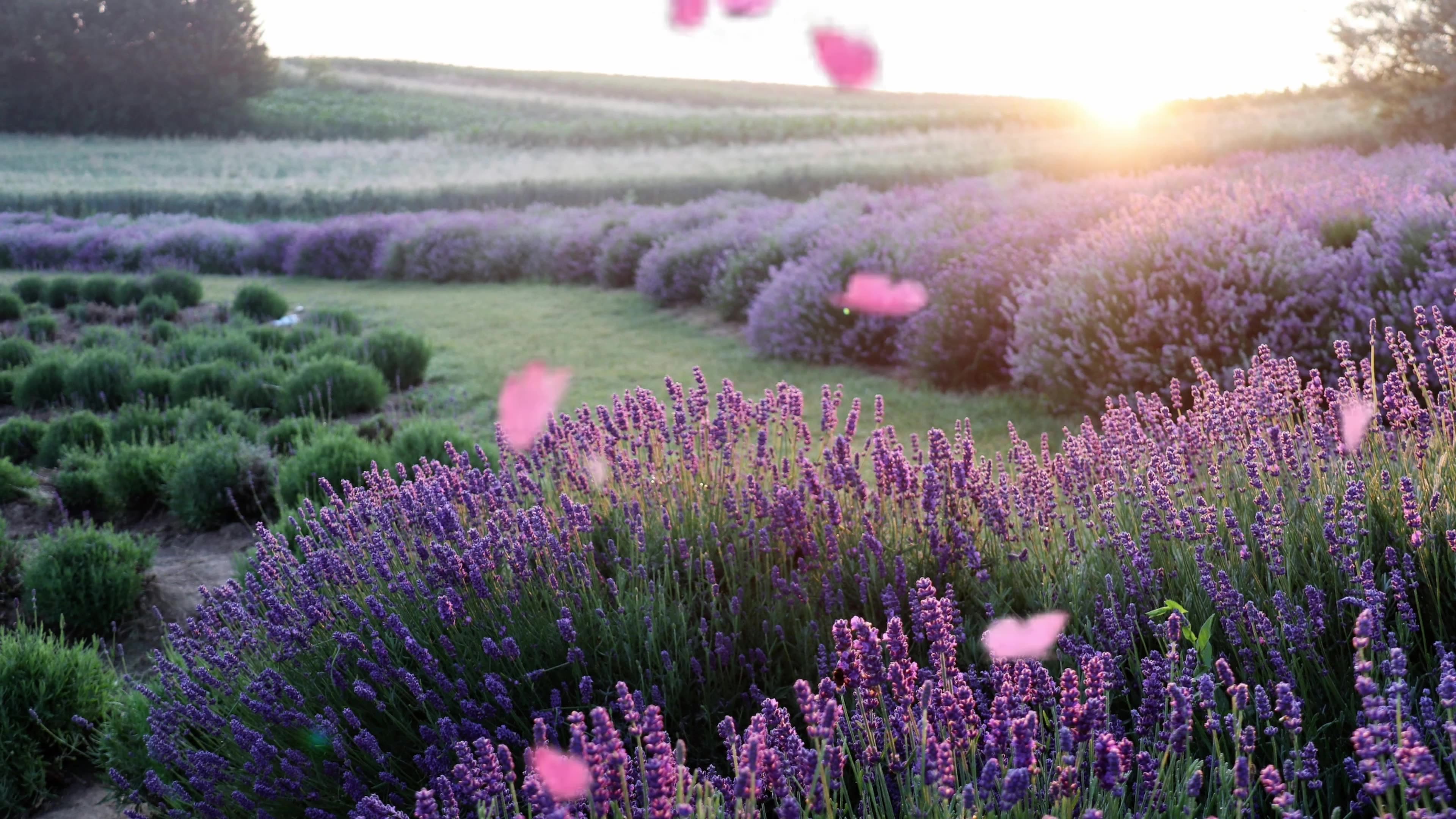 The Rocking Chair: Genesis 20 - "This is Not Your Story - A Tribute to ...