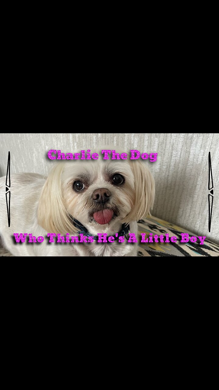 Charlie The Dog Who Thinks He's A Little Boy
