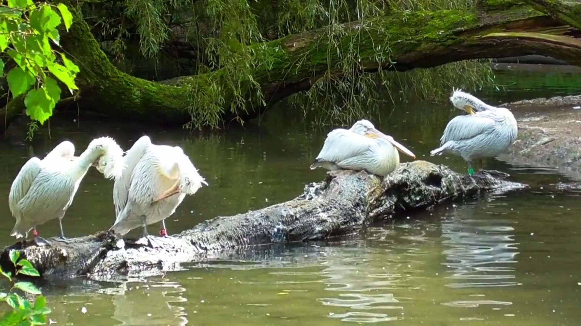 Saving the Pelican: Why Pelican Conservation Matters for Our Planet