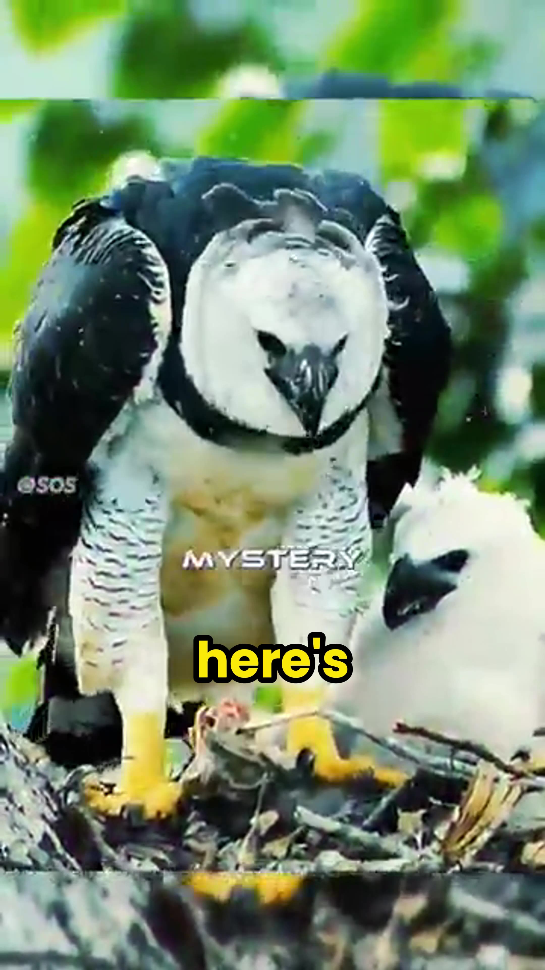 The Silent Monster of the Rainforest: Harpy Eagle’s Deadly Secret!