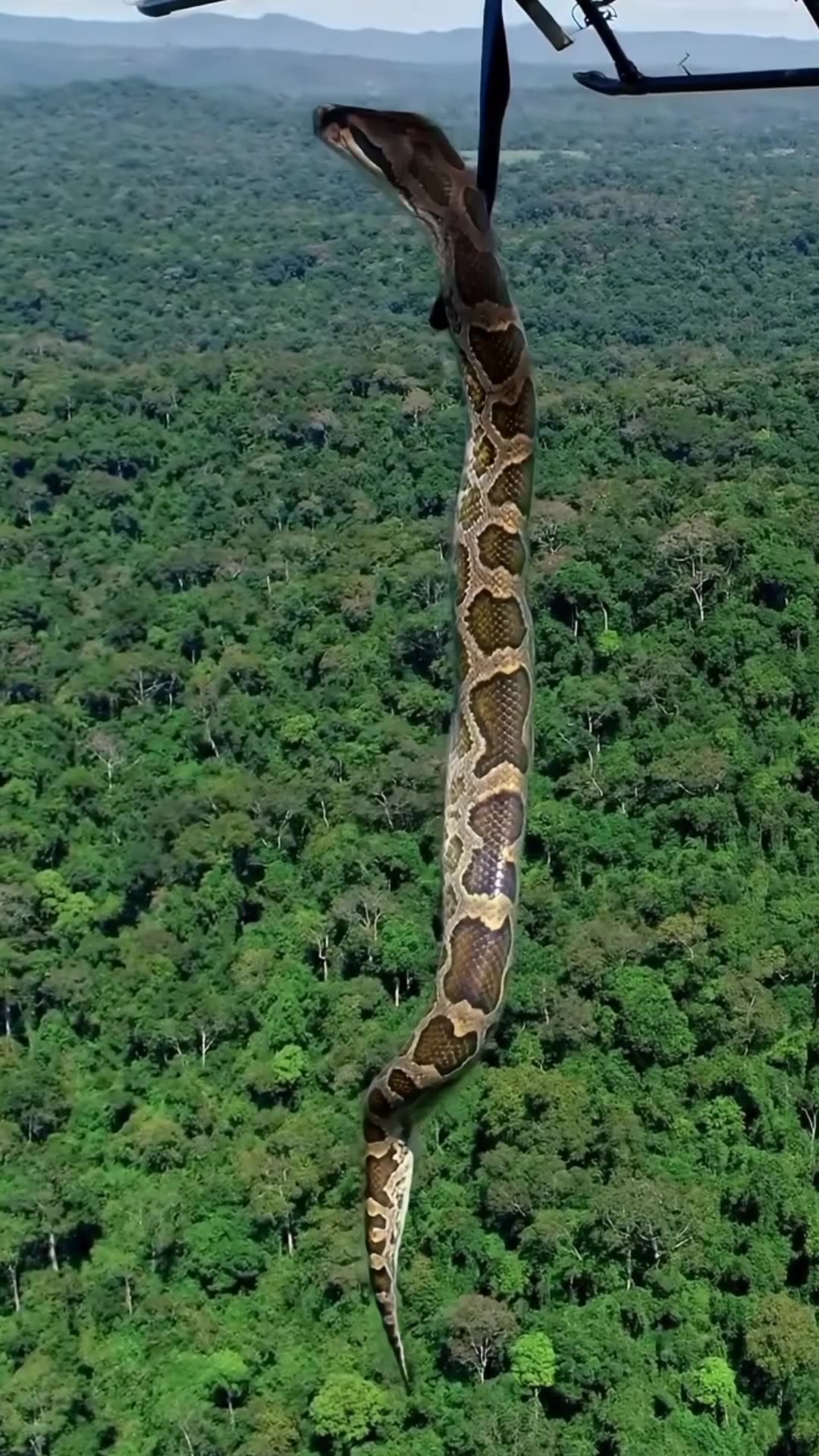 Anaconda snake