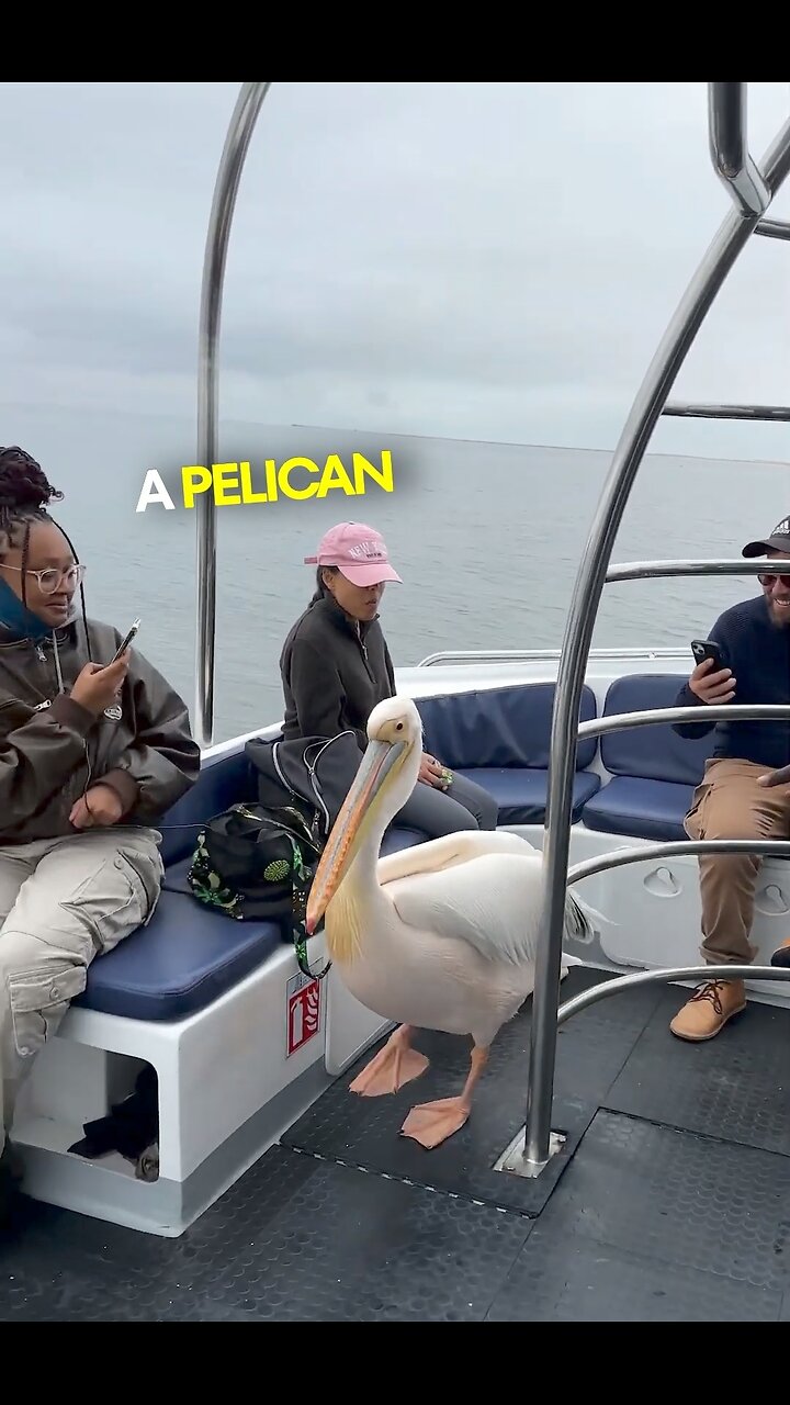 permission to come on board, pelican boards without a ticket...😂