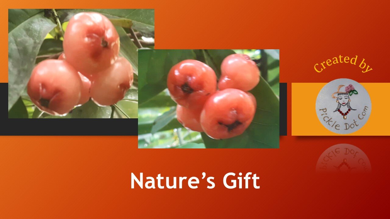 Rose Apple Tree Beauty in My Garden | Nature’s Gift