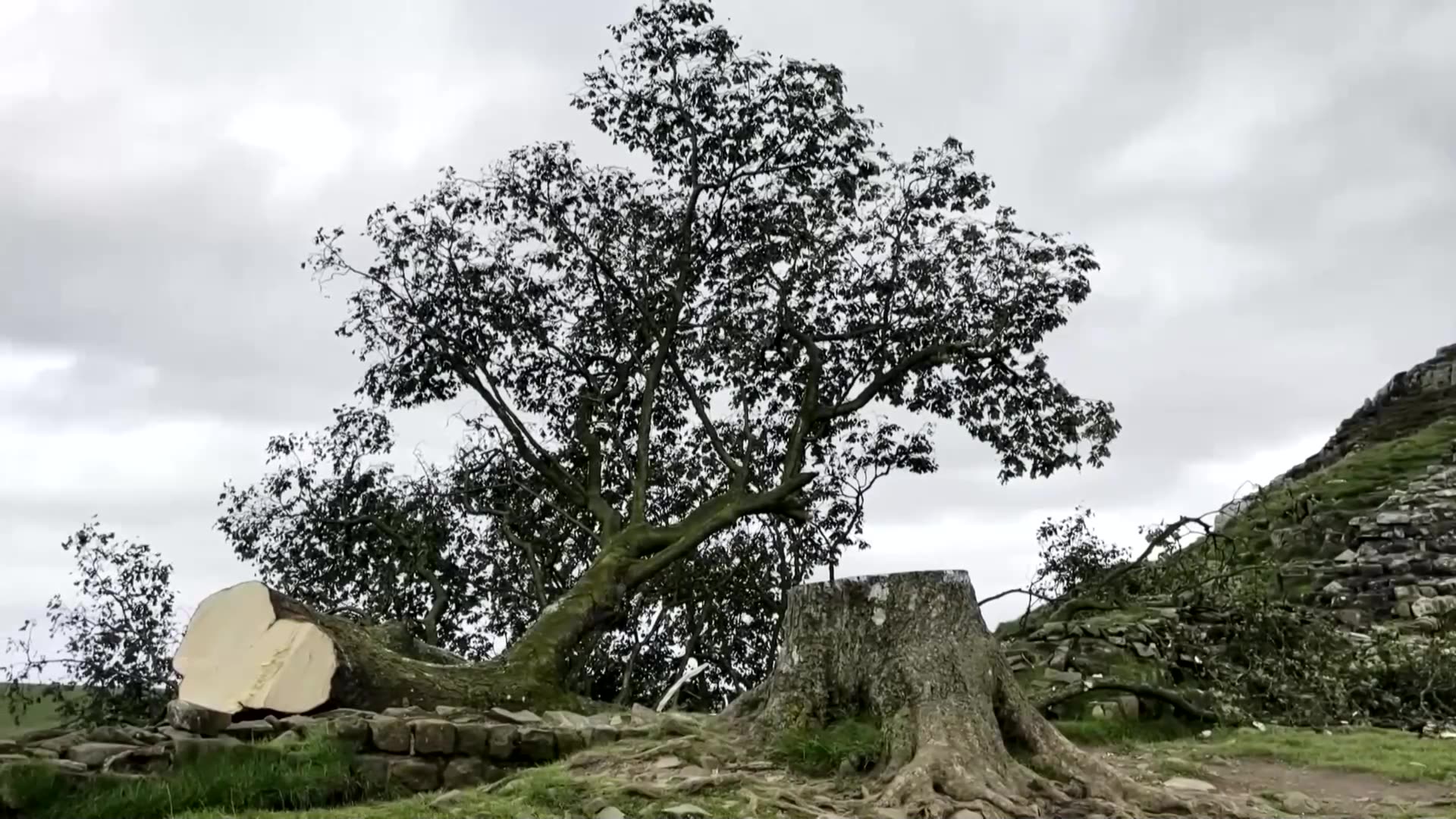 Men jailed for cutting down Britain's iconic 'Sycamore Gap' tree