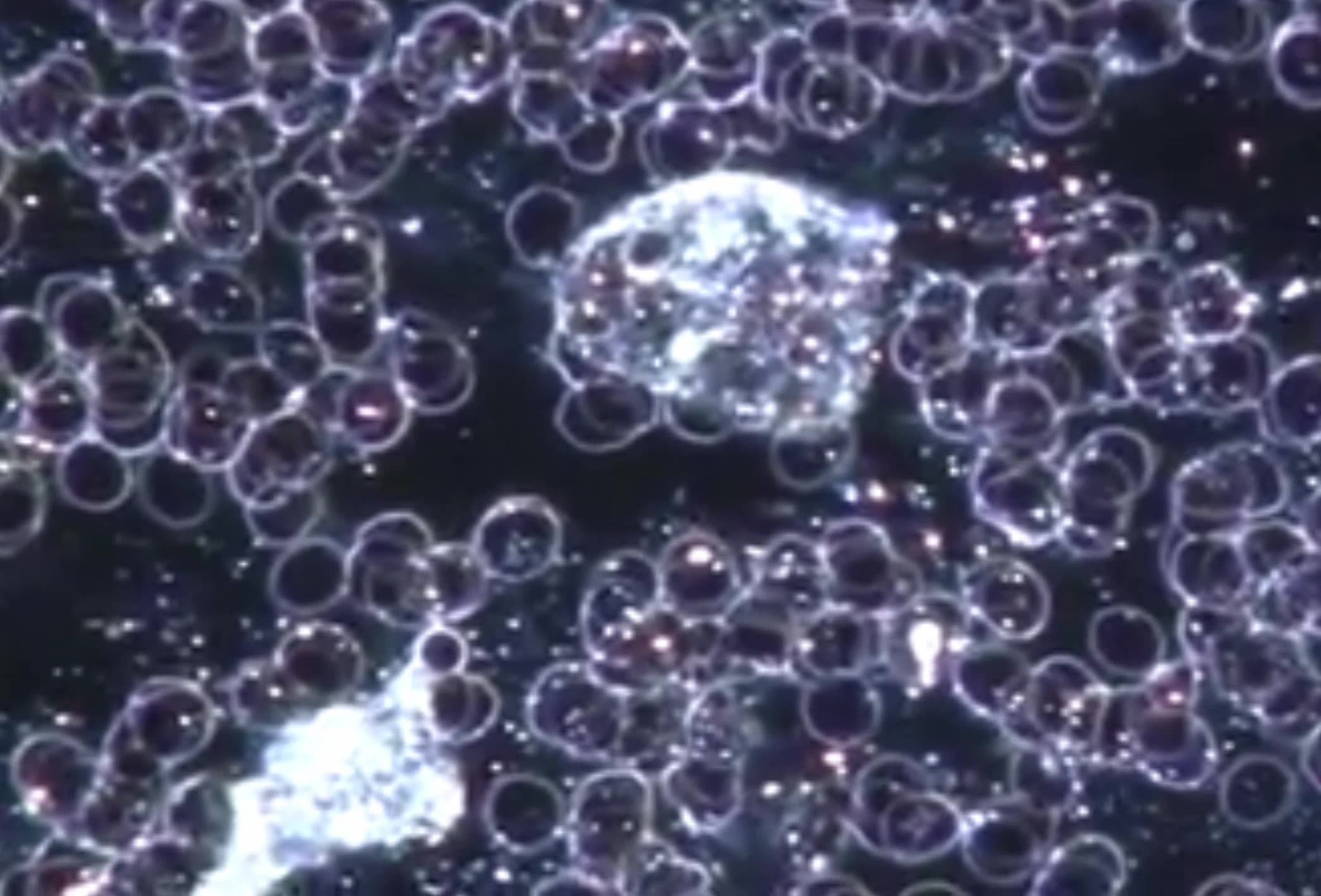 Protoplasts and Symplasts in Live Blood ANalysis