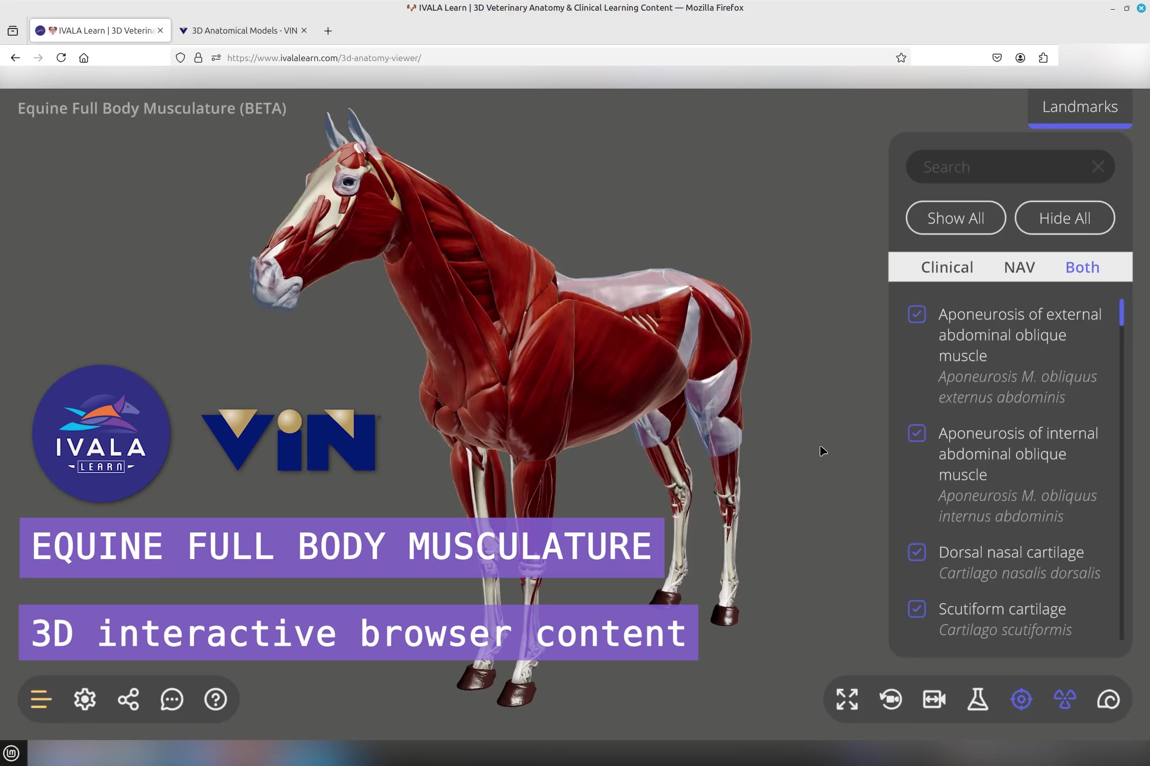 Equine full body musculature - 3D Veterinary Anatomy & Learning IVALA®