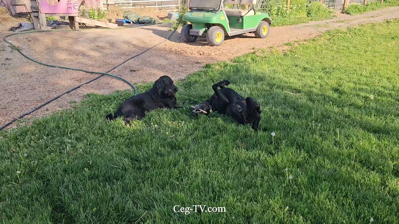 Graham Family Farm: 7:50 AM May 2 2025