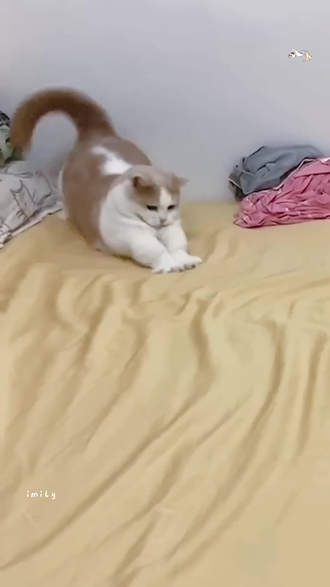 100% cute cat video | cute kittens 😸