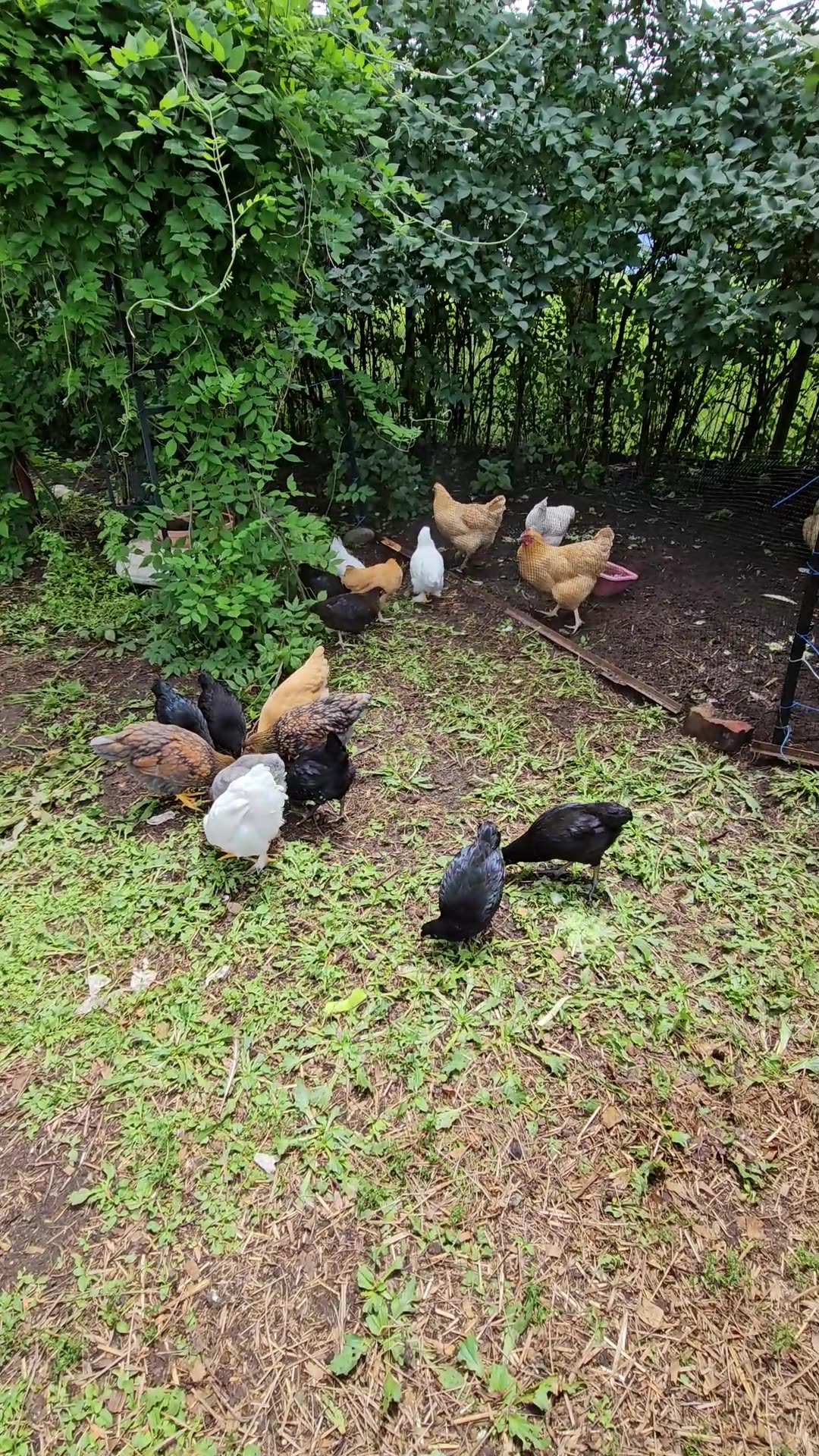 New & Old flocks get to know each other through a divider I made - A ...