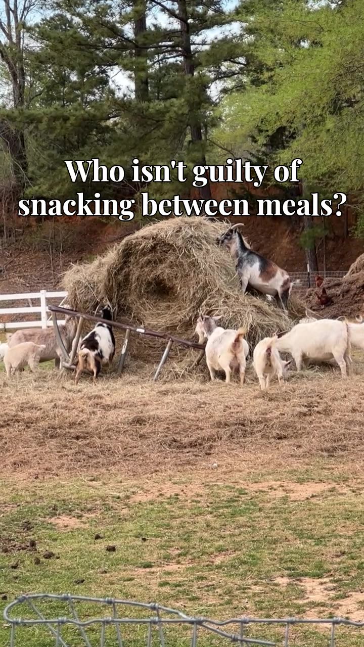 Who isn't guilty of snacking between meals?