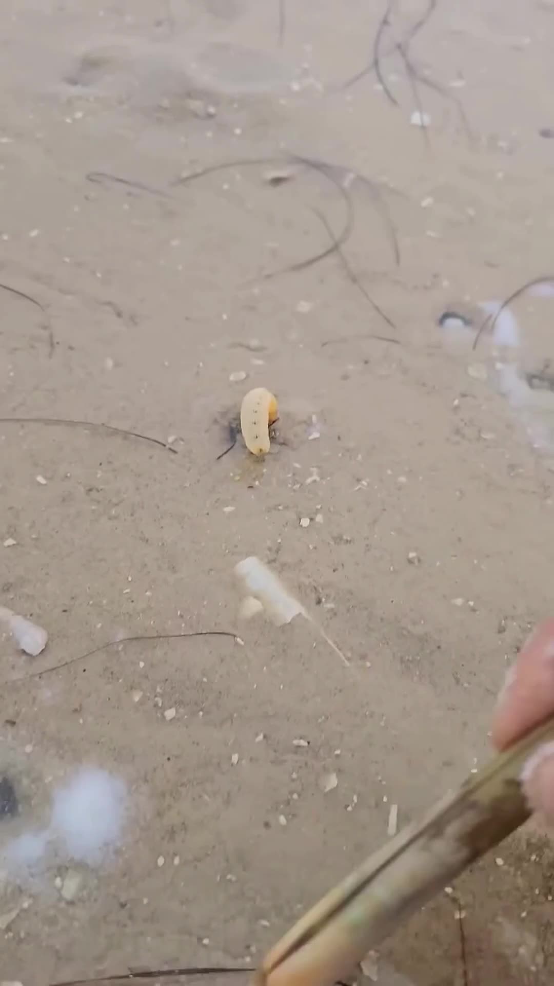 Catching Razor Clams – Mudflat Harvesting in Action