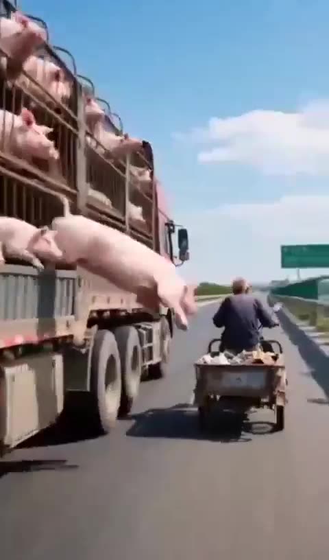 Video of pig escaping going VIRAL