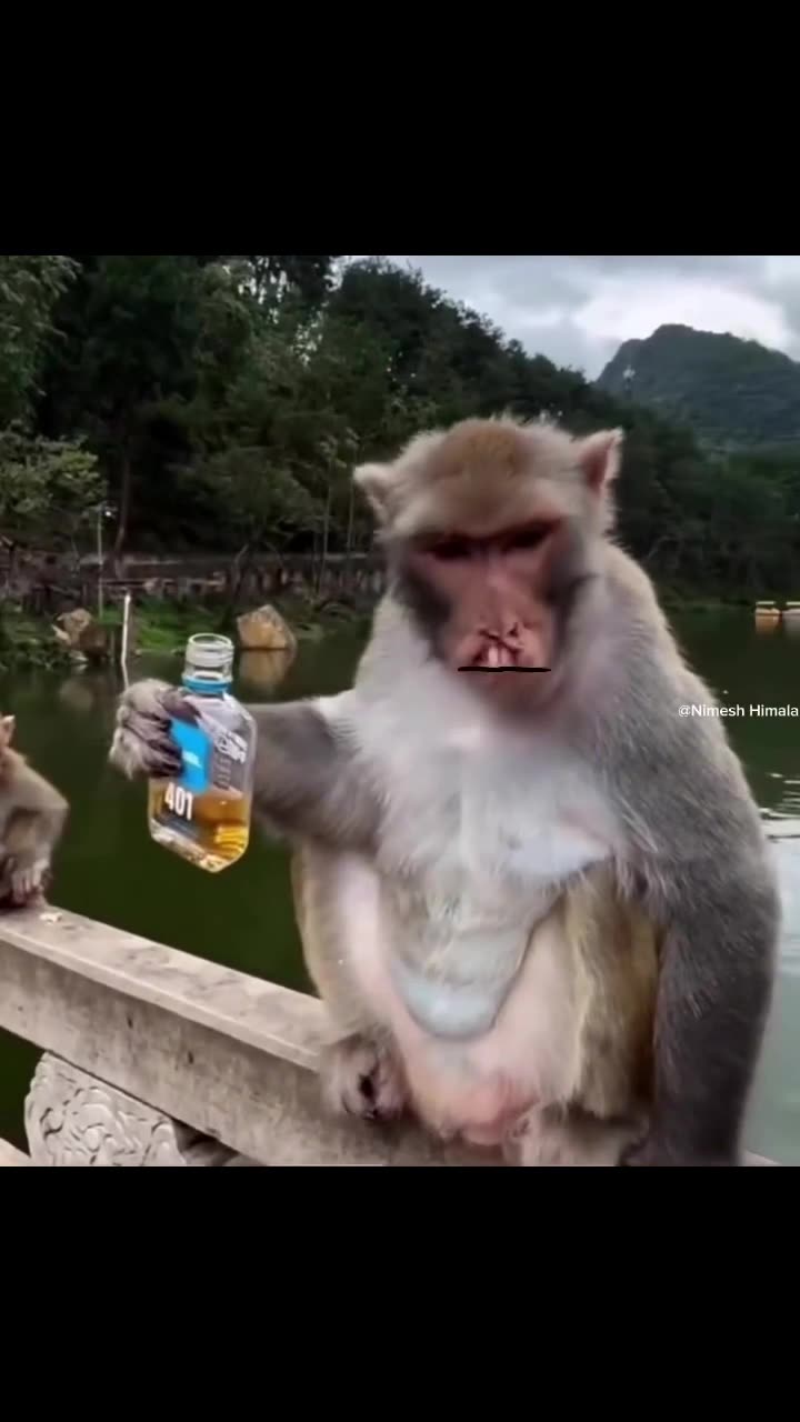 Monkey drink a alcohol 😲😂
