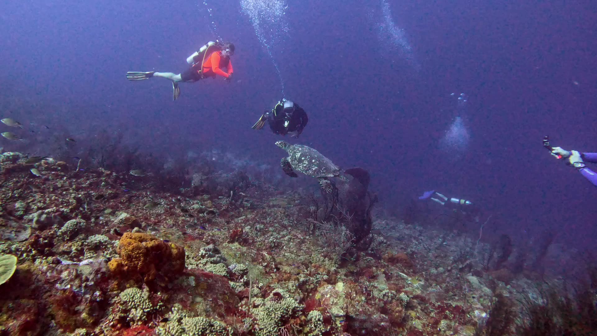 Large Leatherback turtle swims with scuba divers in St Lucia