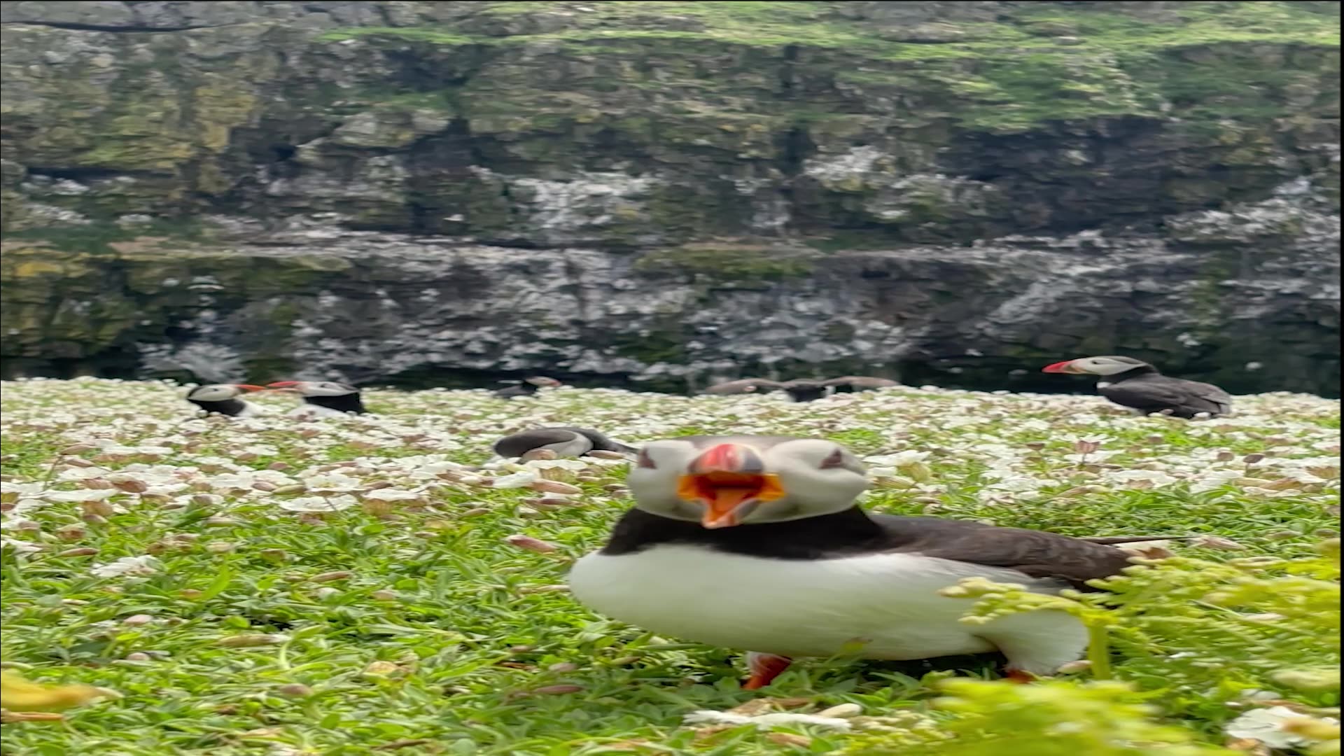 The Beautiful Puffin Colonies of Skomer Island