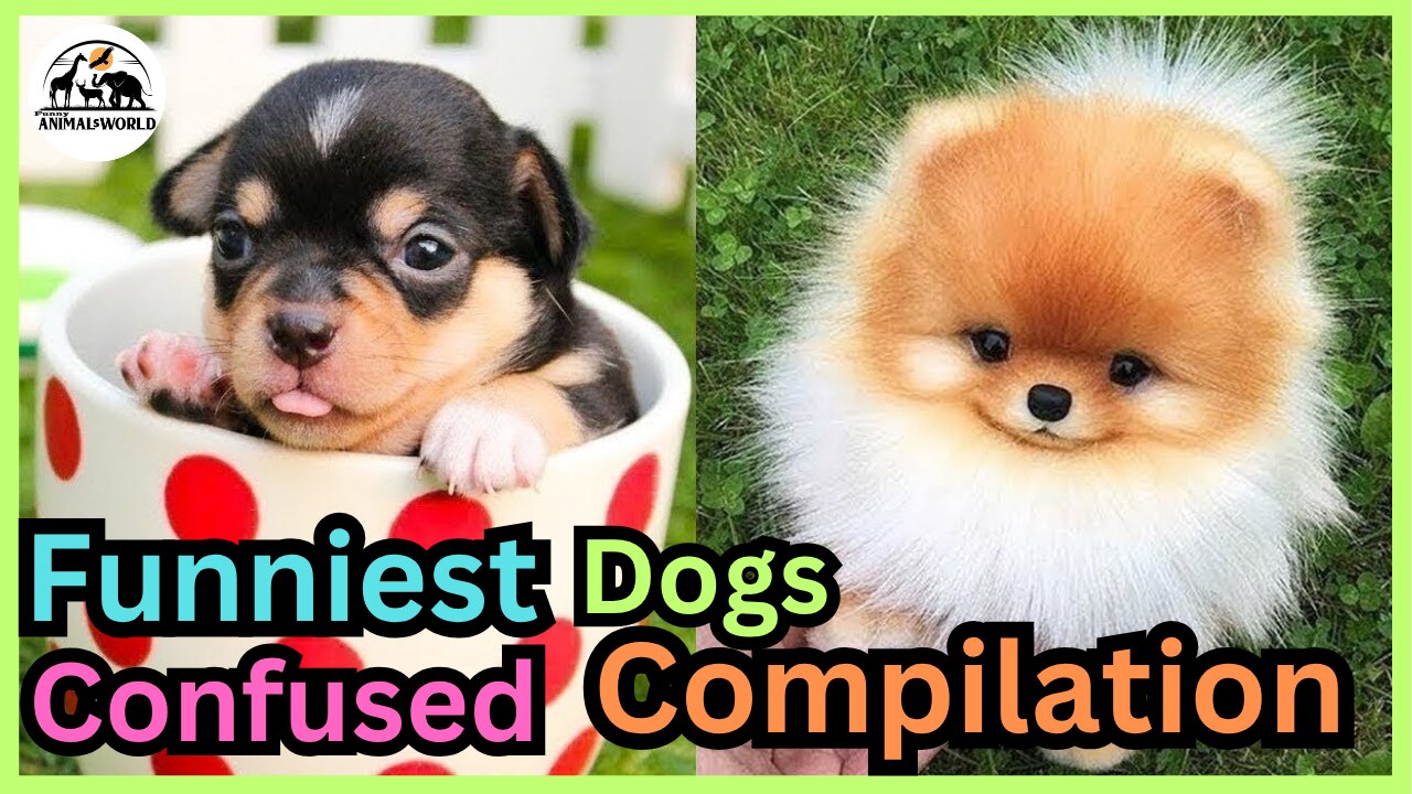 Funniest Confused Dogs Compilation 2025 _ Funny Pet Videos