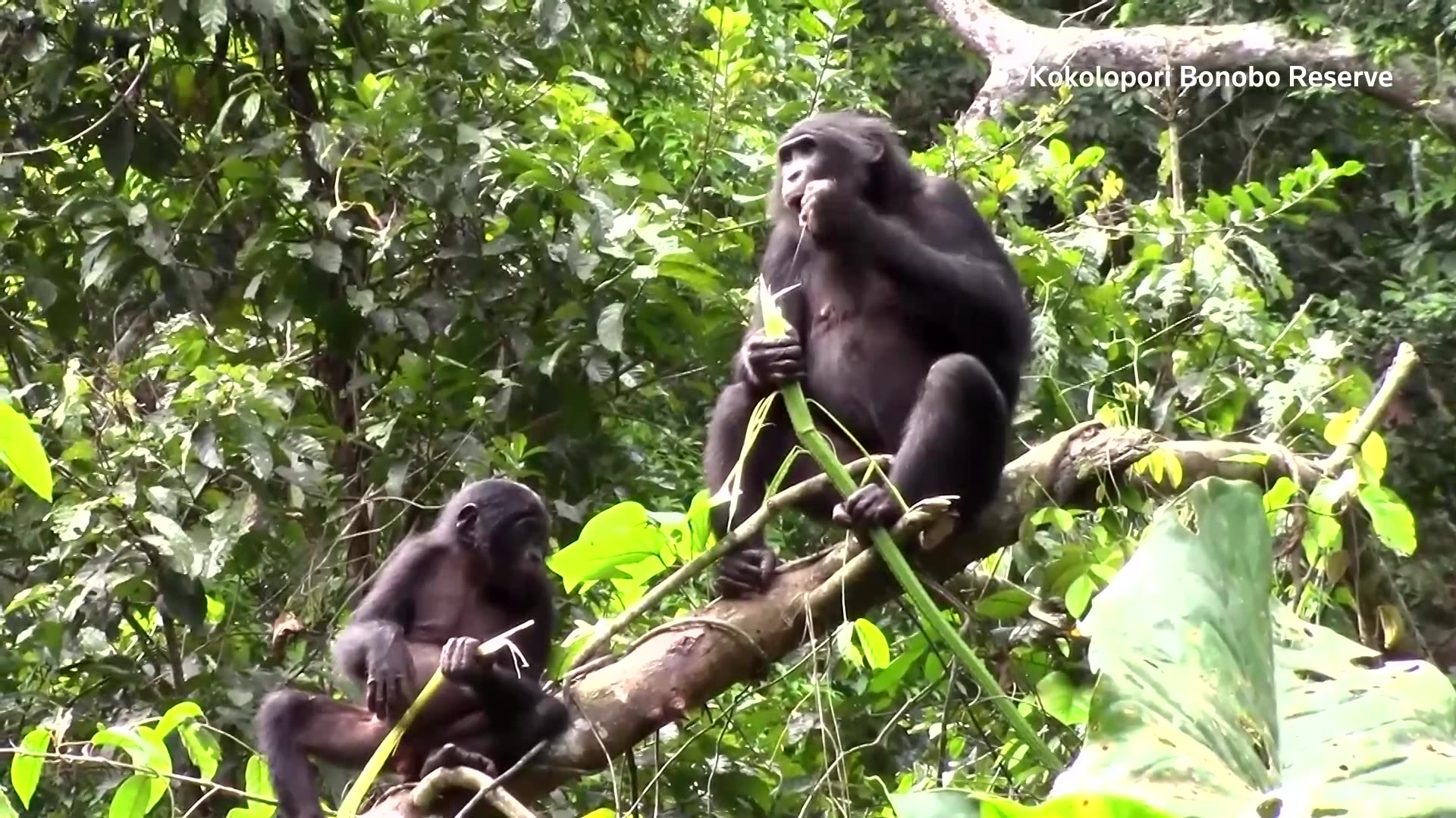 Bonobos' chatter reveals human-like language skills