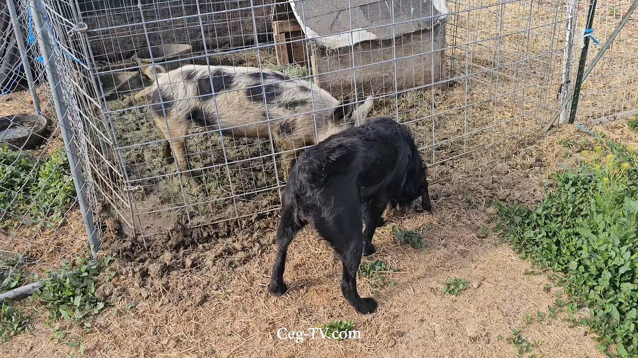 Graham Family Farm: 8:10 AM May 29 2025