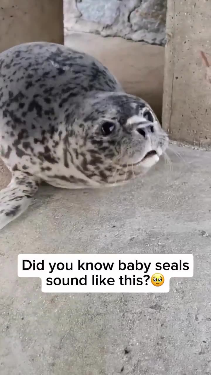 Did you know baby seals sound like this? 🥺