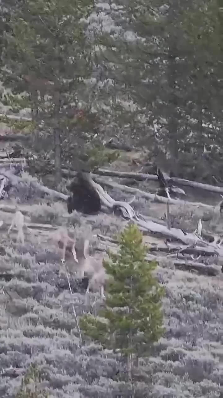 🐺🔥 Wolves vs Grizzly – Stealing the Prize! 🐻⚔️