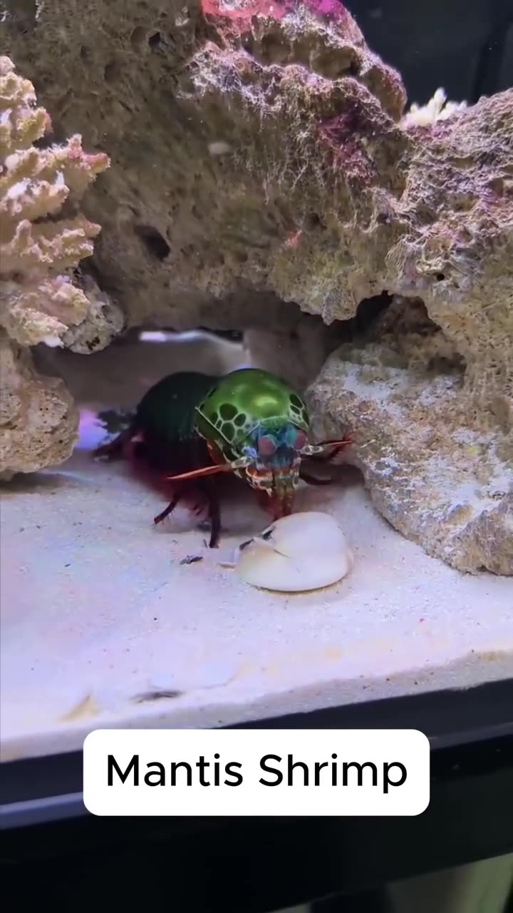 mantis shrimp