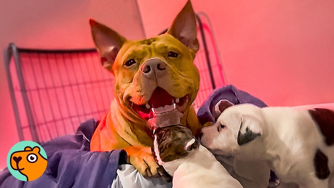 Sweet Pit Bull Meets Puppies And Becomes Their Best Mama | Cuddle Buddies