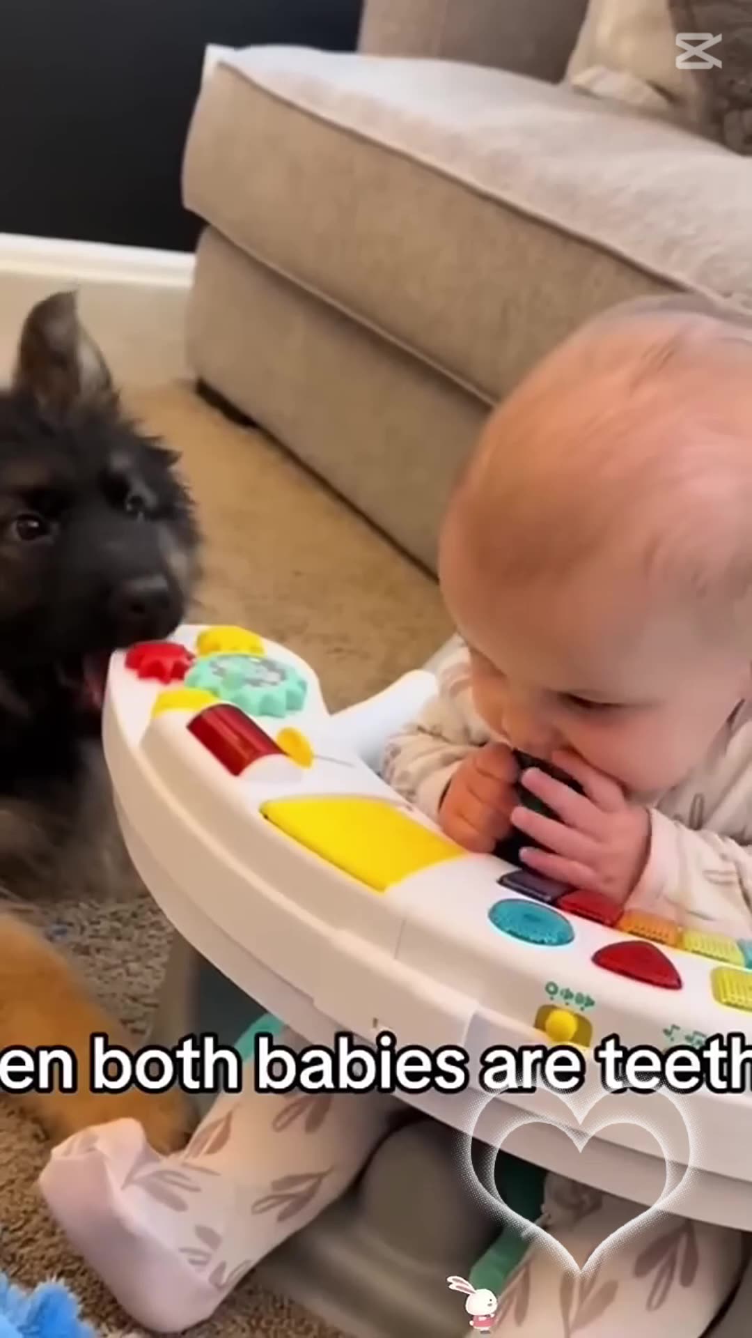 This Dog's Reaction Will Make Your Day!