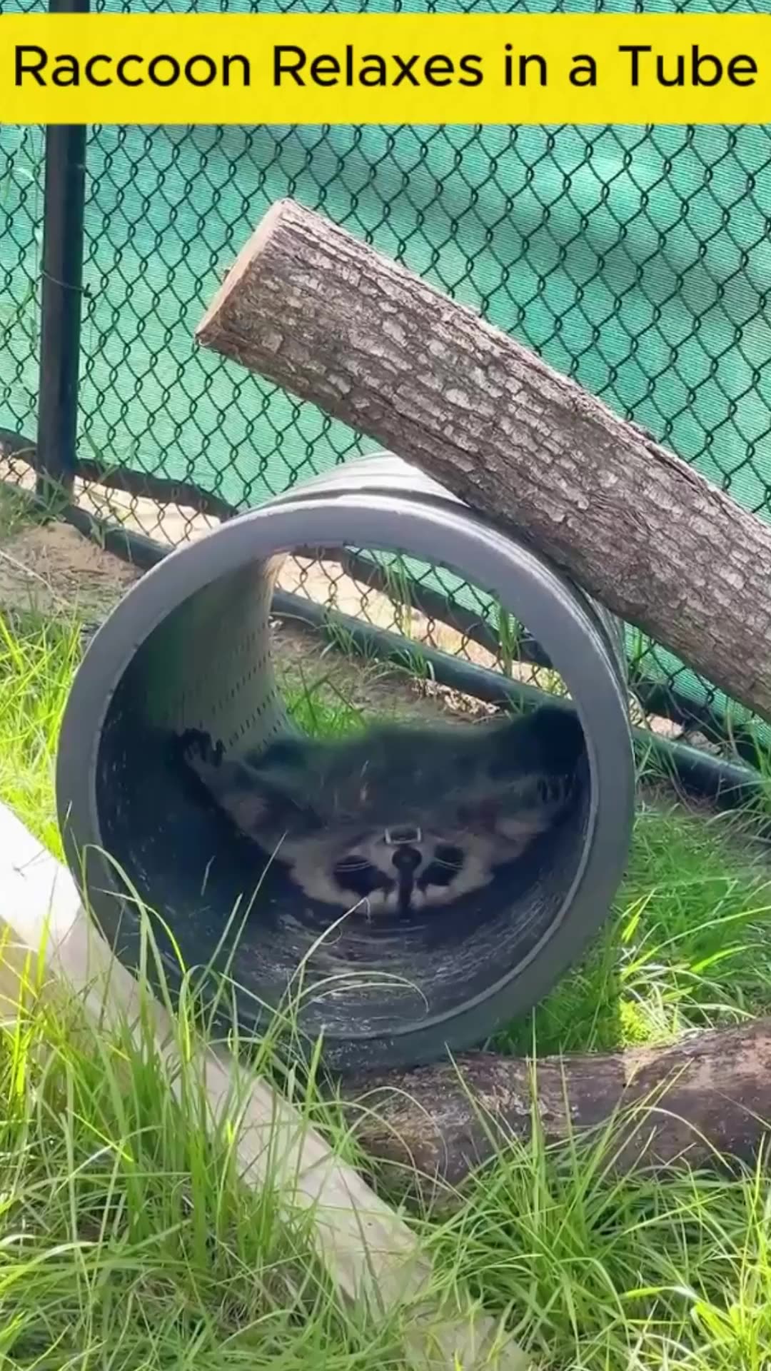 Drowsy Raccoon Relaxes in a Tube for a Comfy Afternoon Snooze