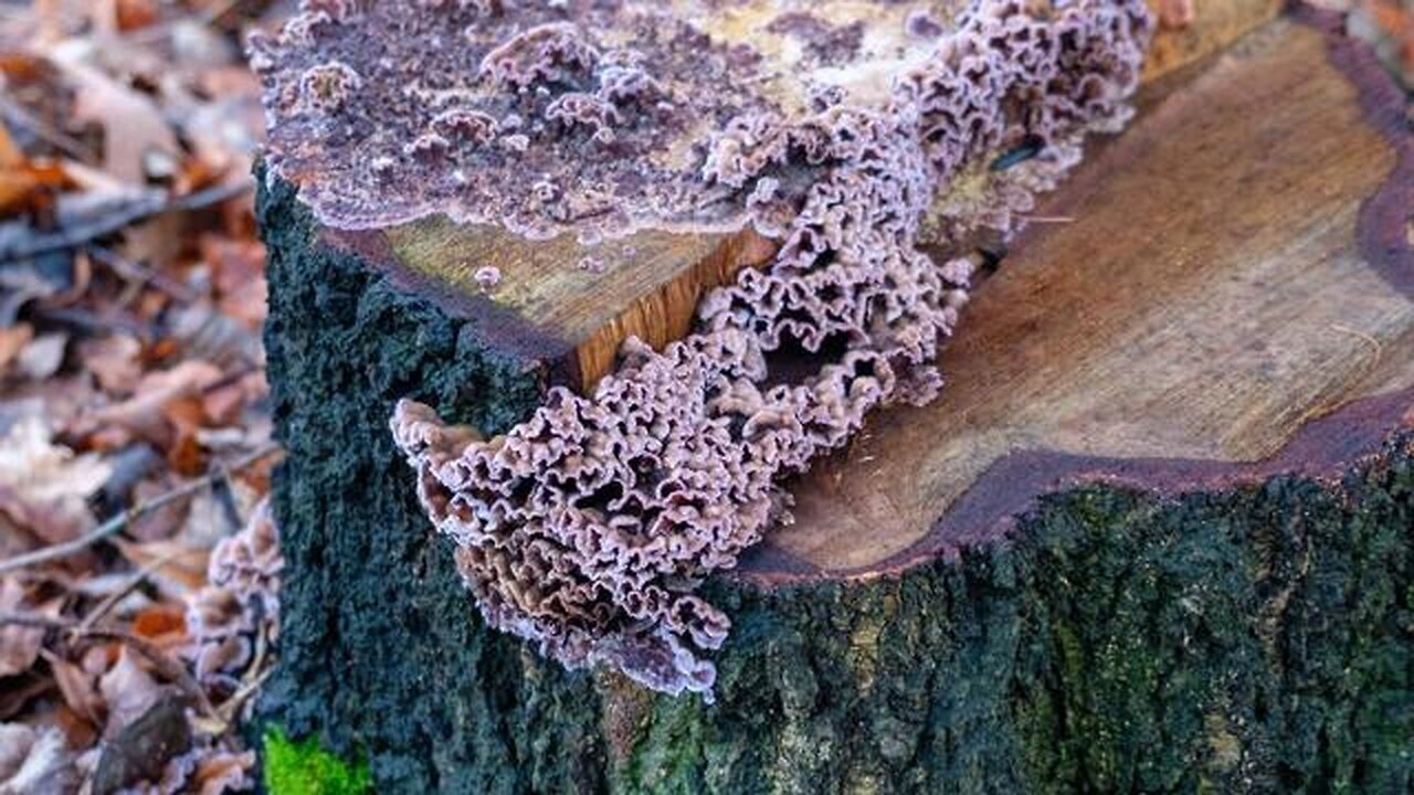 "Deadly Plant Fungus Infects Man in World's First Reported Case"