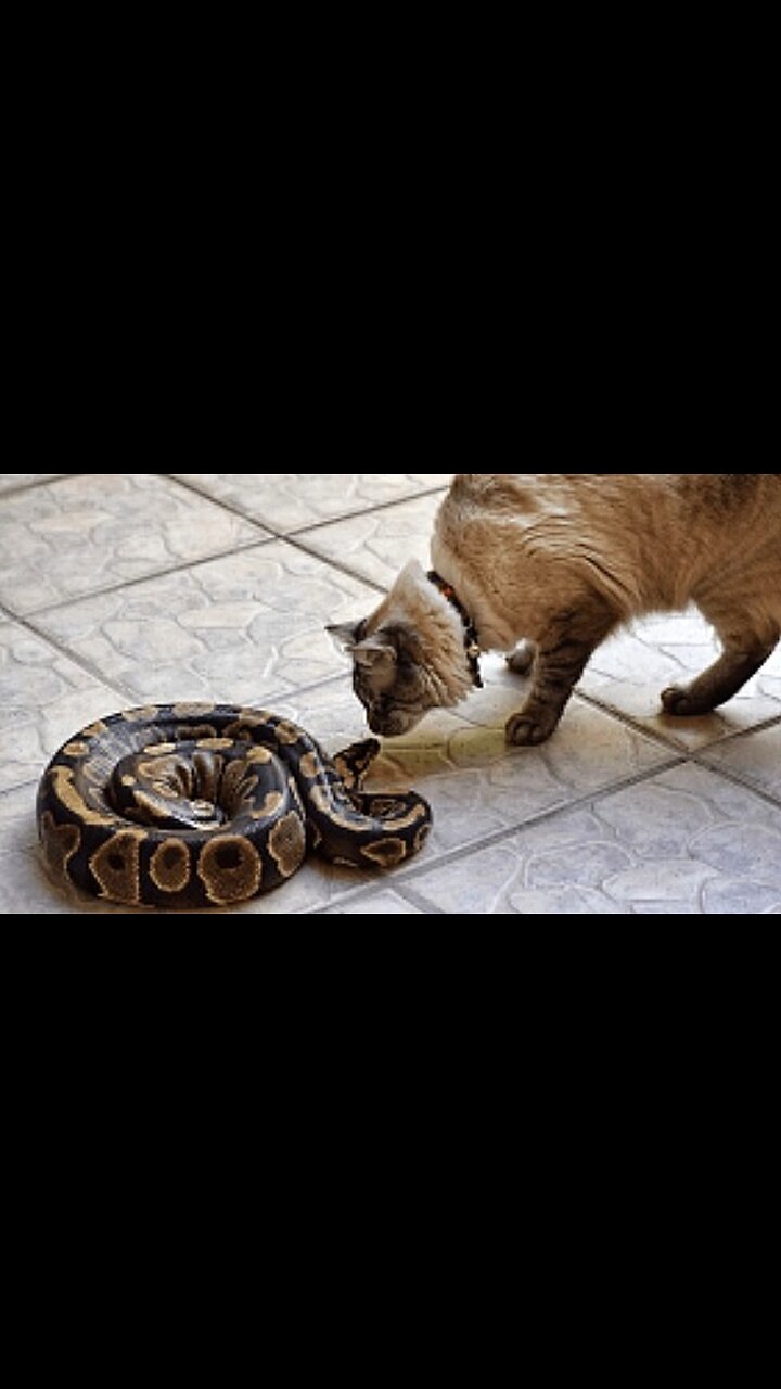 Cat VS Snake