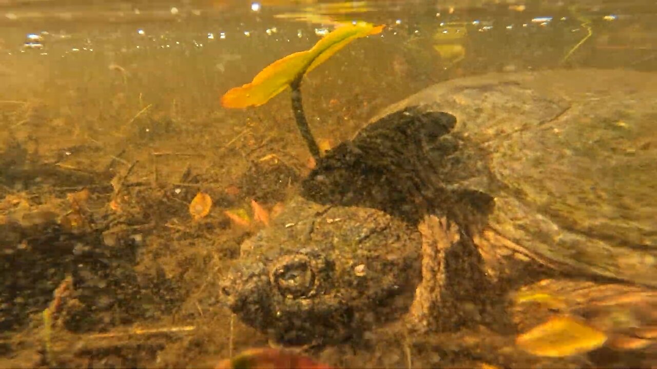 Snapping Turtle