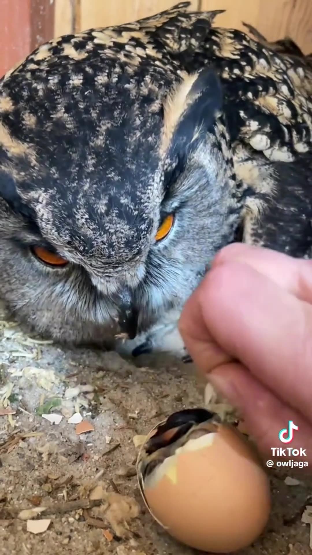 Helping a baby owl hatch from the egg