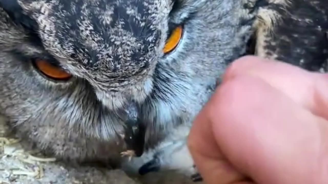 Helping a baby owl hatch from the egg