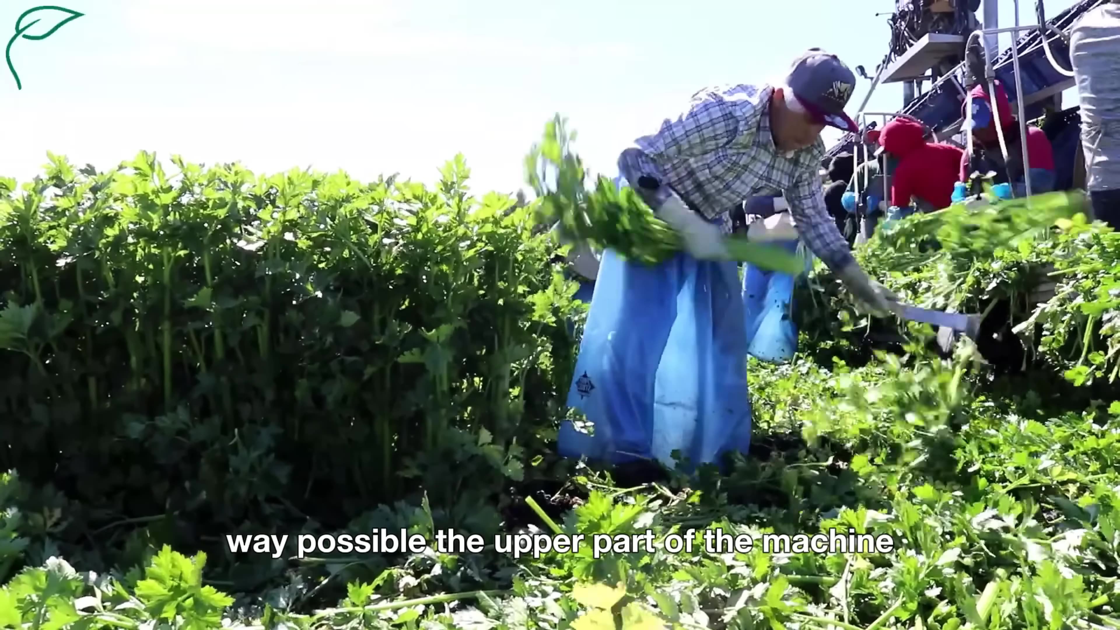 Transporting MILLIONS of Sheep 🐑 | Incredible Cattle Transporting ...