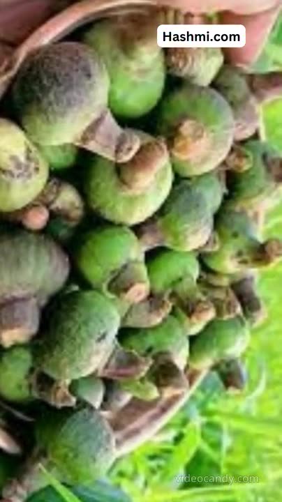 Two benefits of eating simbhal