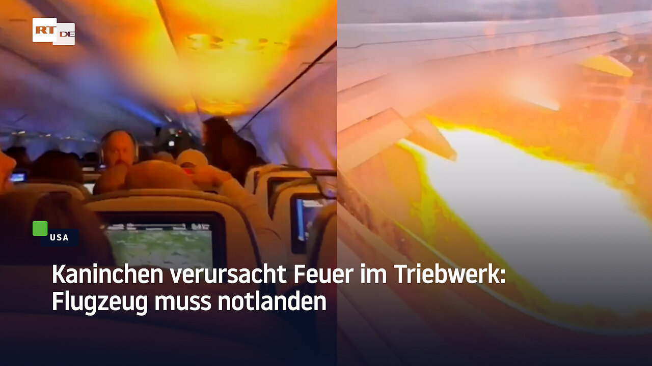 Kaninchen verursacht Feuer im Triebwerk: Flugzeug muss notlanden