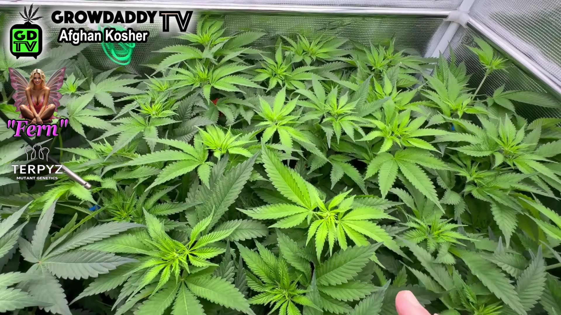 S10 E09 – Week 2 of Flower – Pistils!!! Shiskaberry, Chemy Lemmy ...