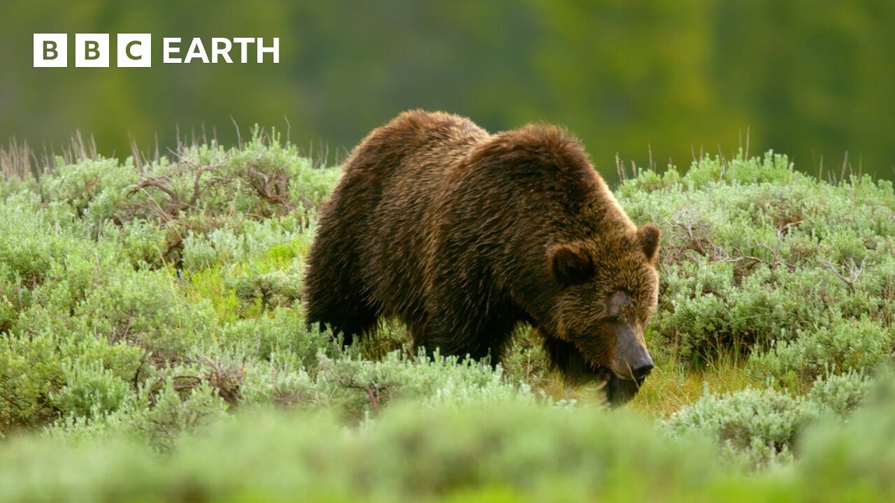 Deer Calf Narrowly Avoids Becoming Dinner | Mountains: Life Above The ...