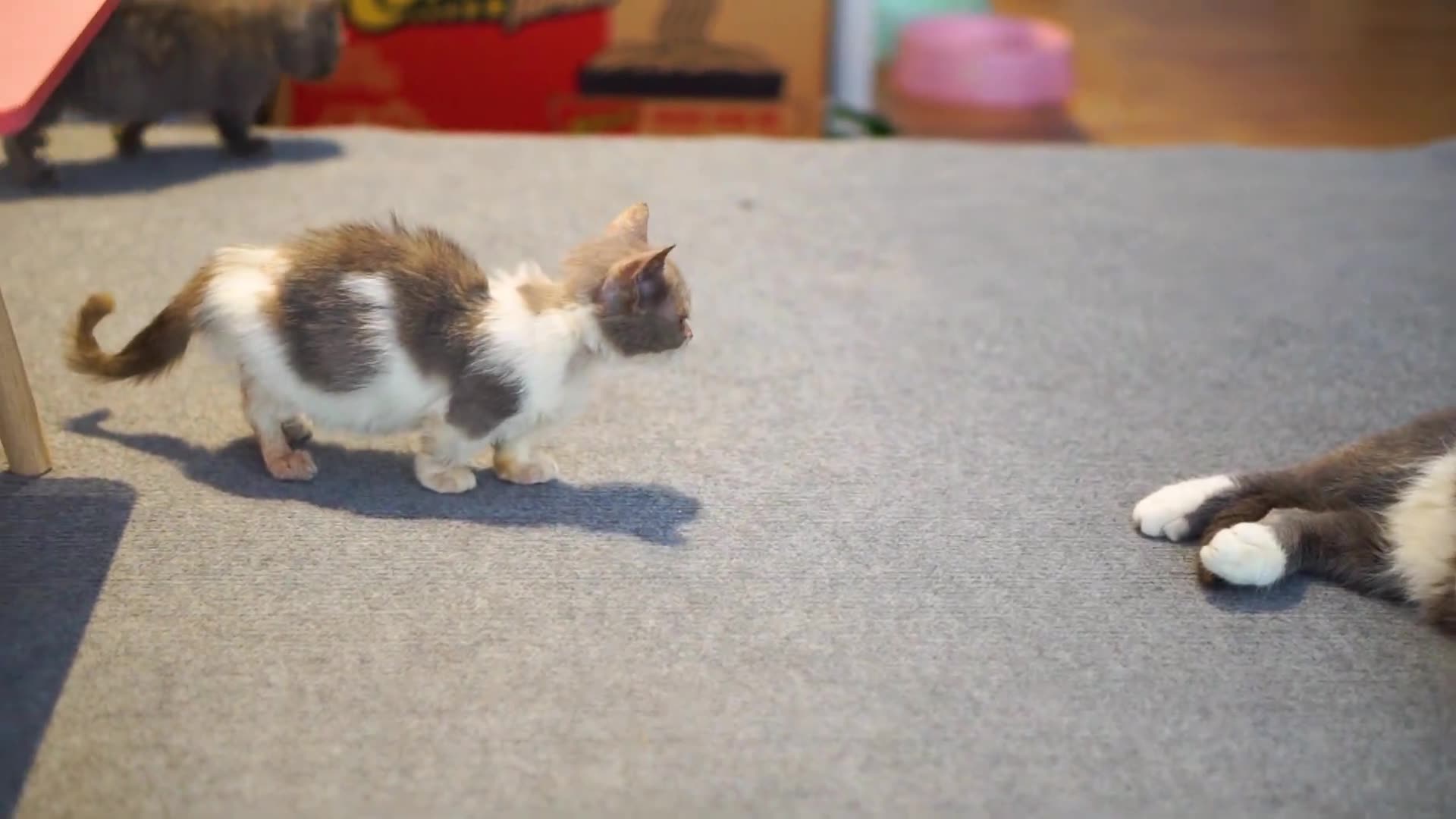 Cat meowing video - Cat and kittens playing। cat and kittens । playing