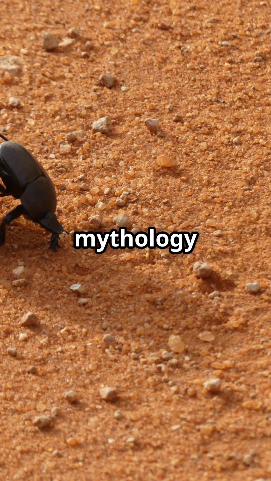 💩 Dung Beetles Navigating by the Stars – Nature’s Cosmic Clean Up Crew! 🪲🌌